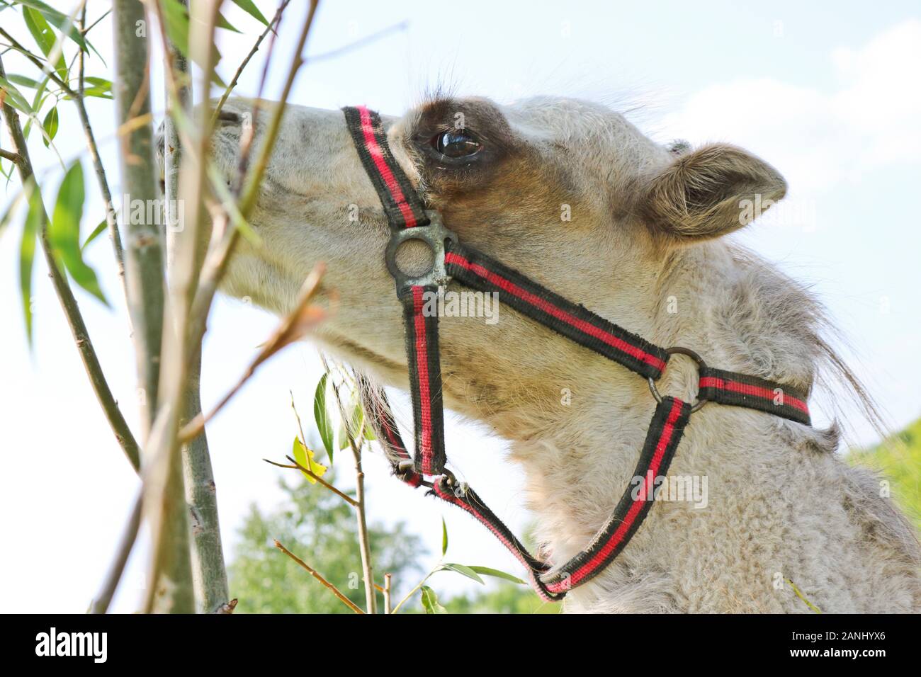 A young camel eating leaves from tree branches and squinting into the ...