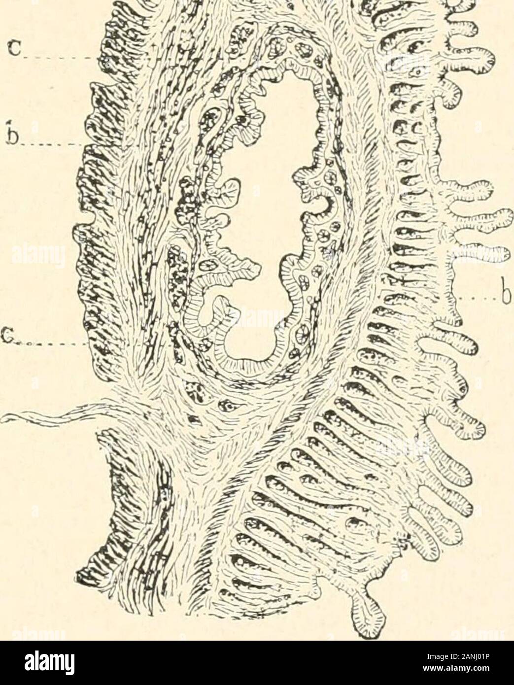 Separating intestine hi-res stock photography and images - Alamy