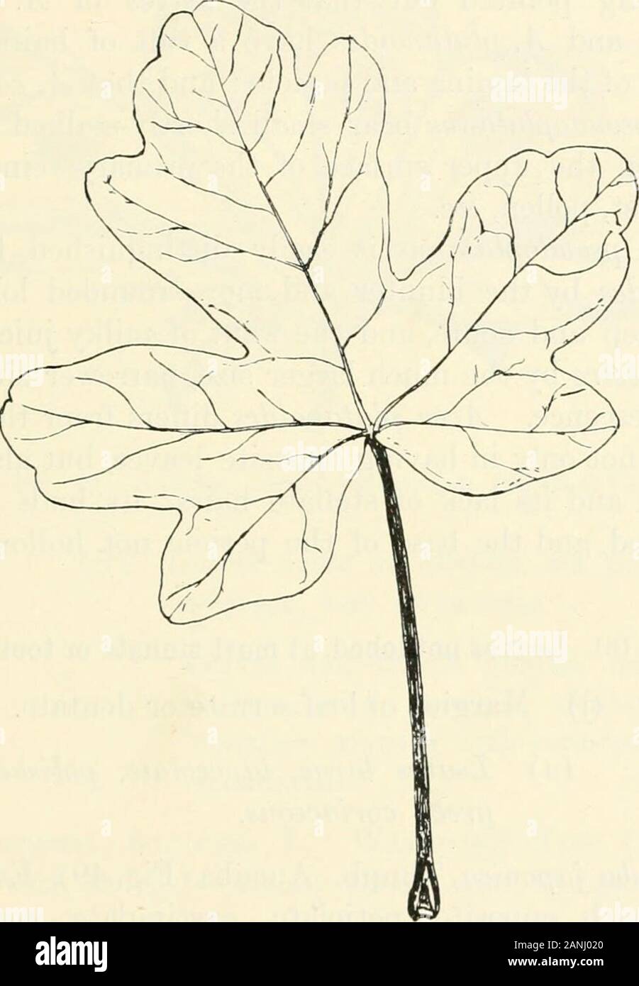 Tertiary branches hi-res stock photography and images - Alamy