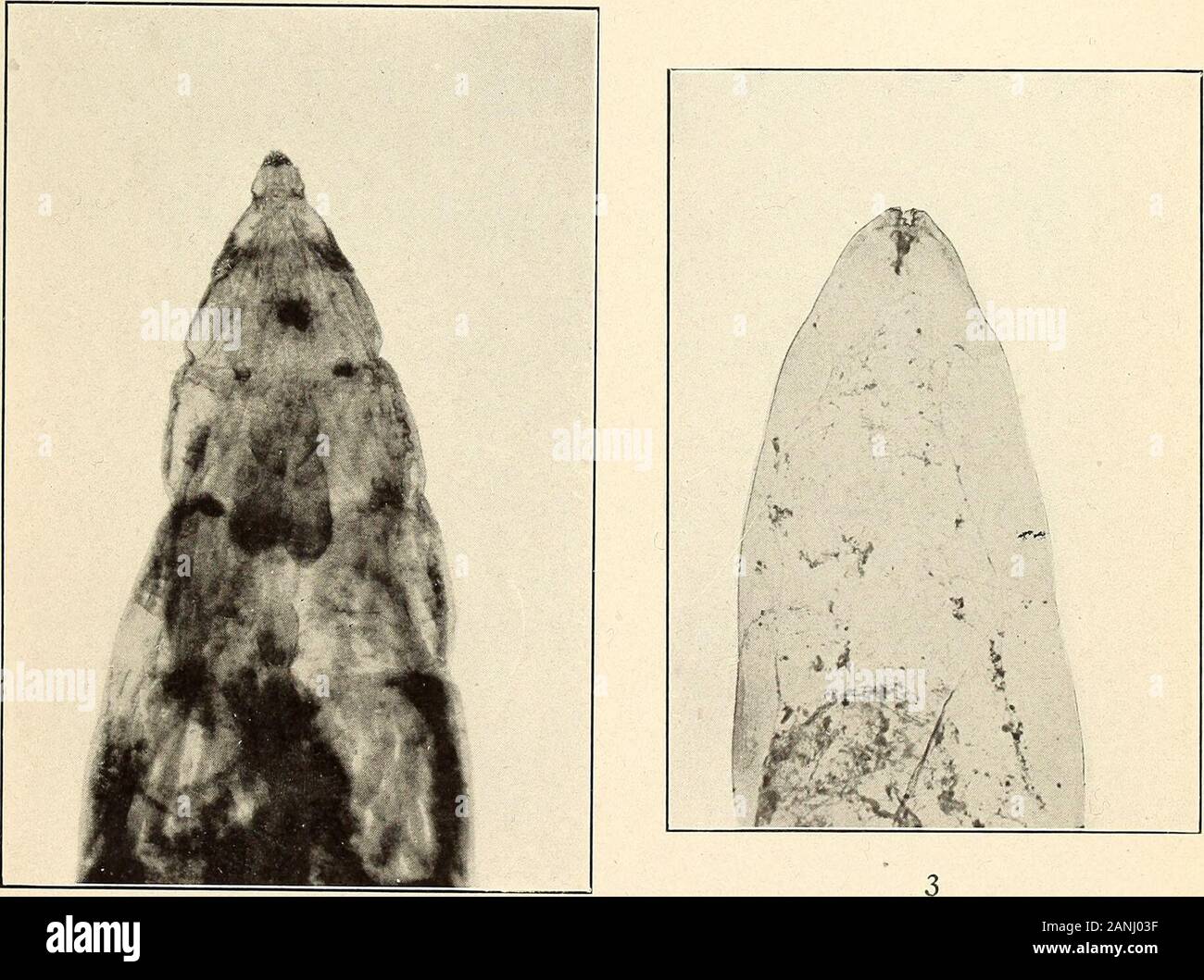 Annual report . Miastor larvae PLATE 27 157 Miastor ? americana Felt i ...