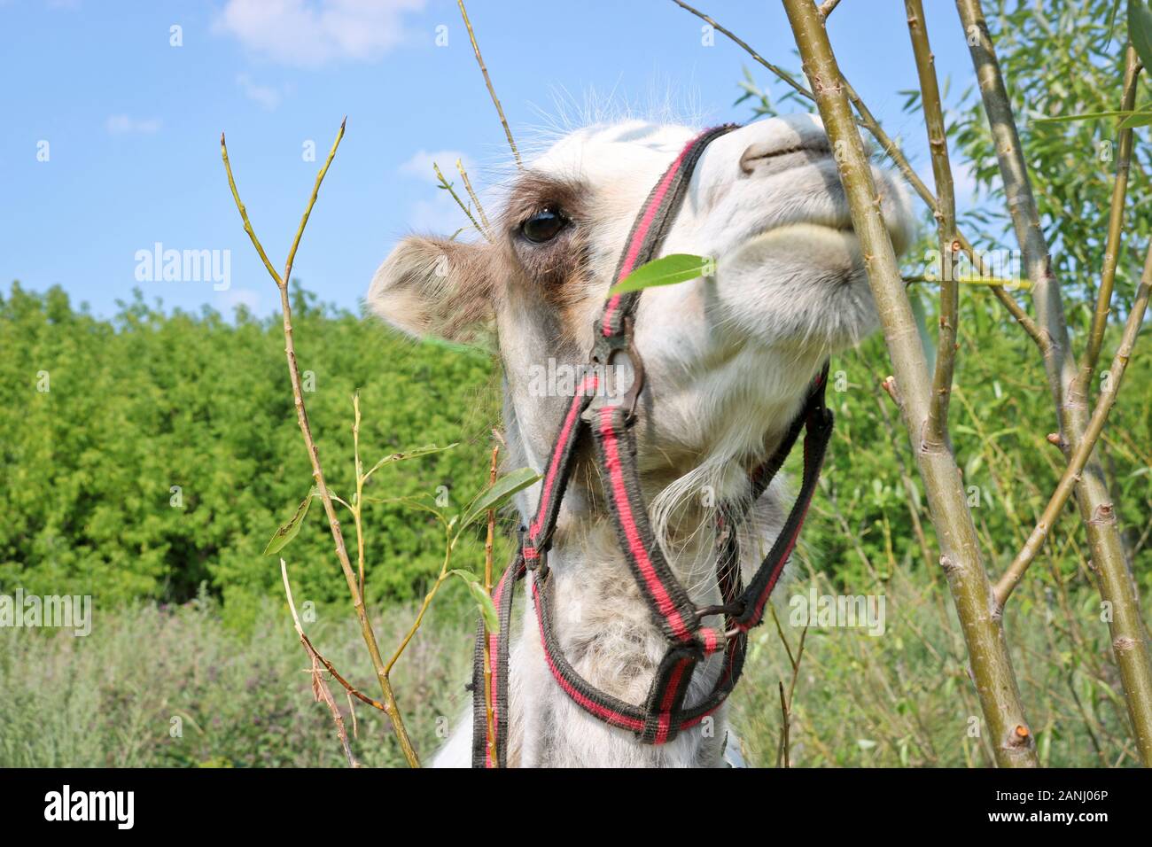 Camel eat leaves tree hi-res stock photography and images - Alamy
