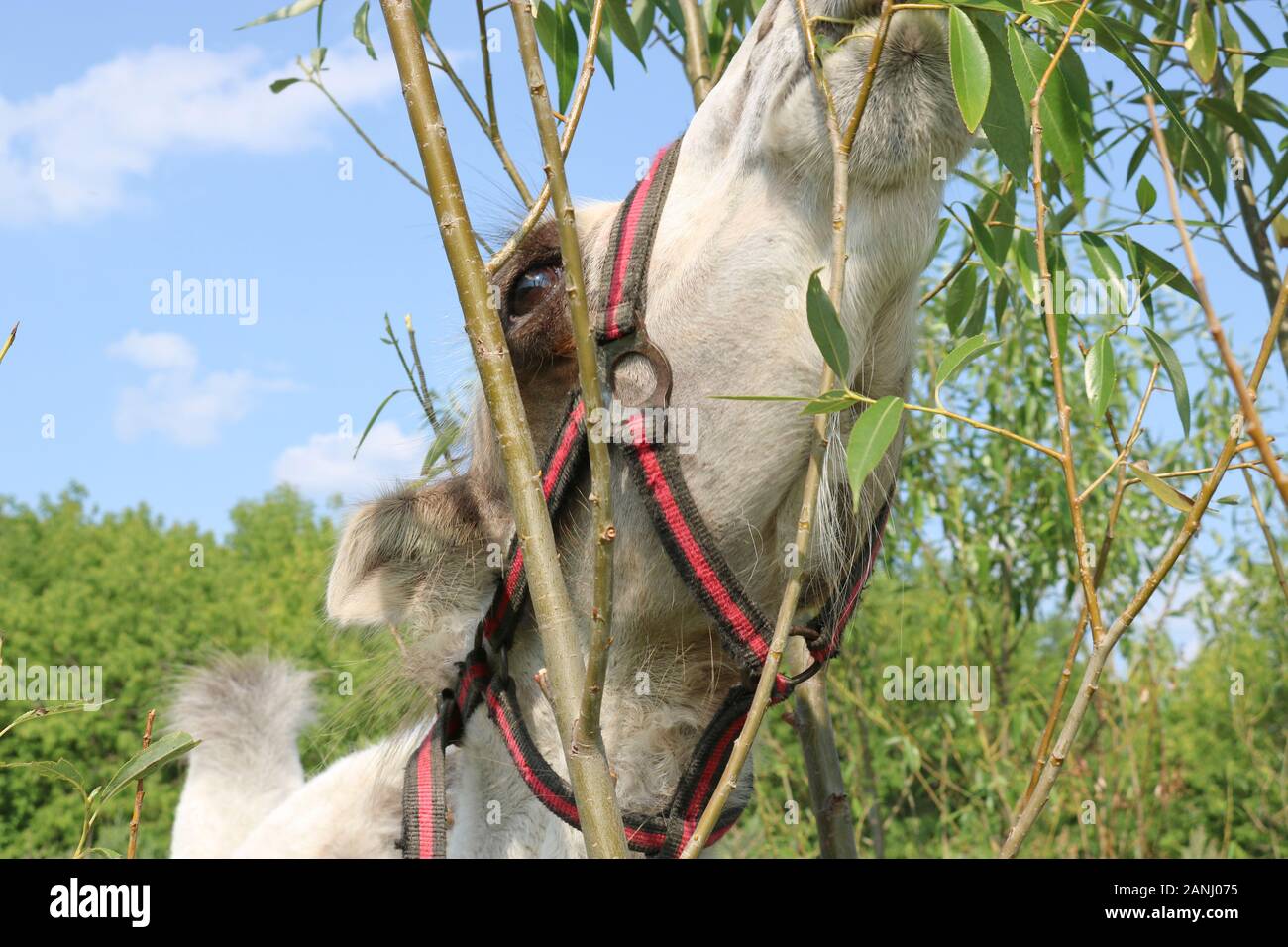 A young camel eating leaves from tree branches and squinting into the ...