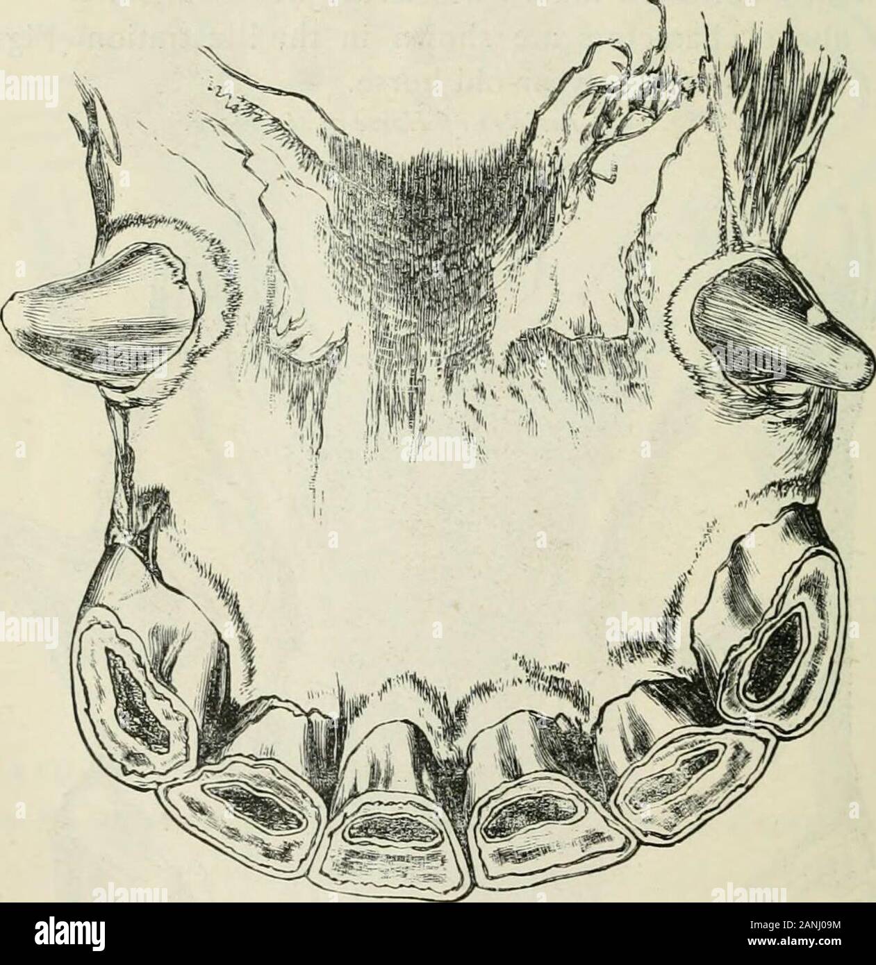 The Dental record . ENTAL RECORD. At seven years old the tables of the ...