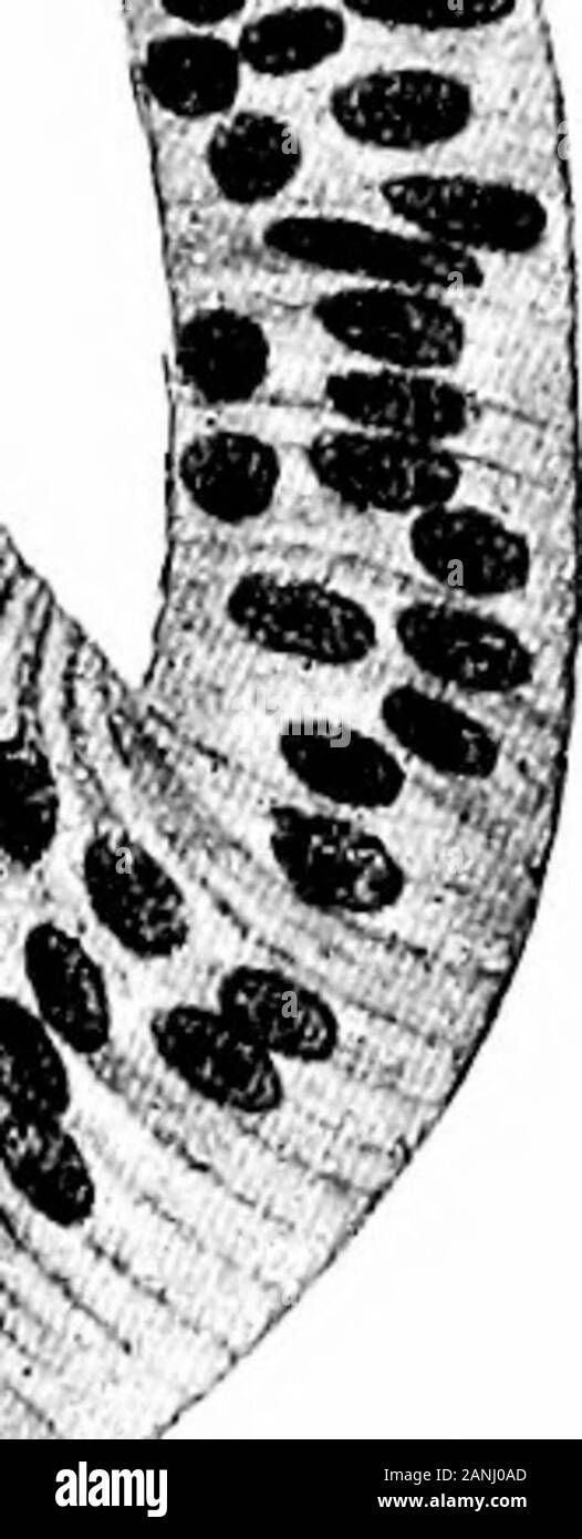 The development of the human body; a manual of human embryology ...