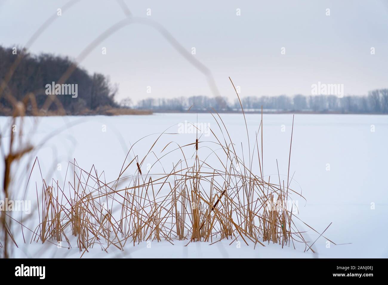 Dry cattail, marsh grass on a snowy background in winter Stock Photo ...