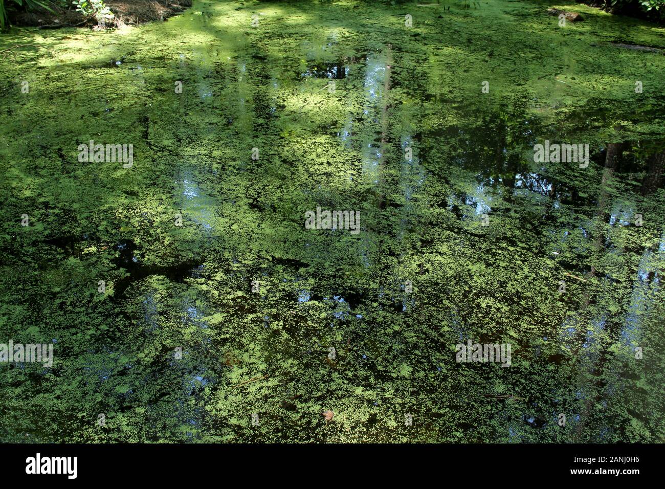 Pond algae control hi-res stock photography and images - Alamy
