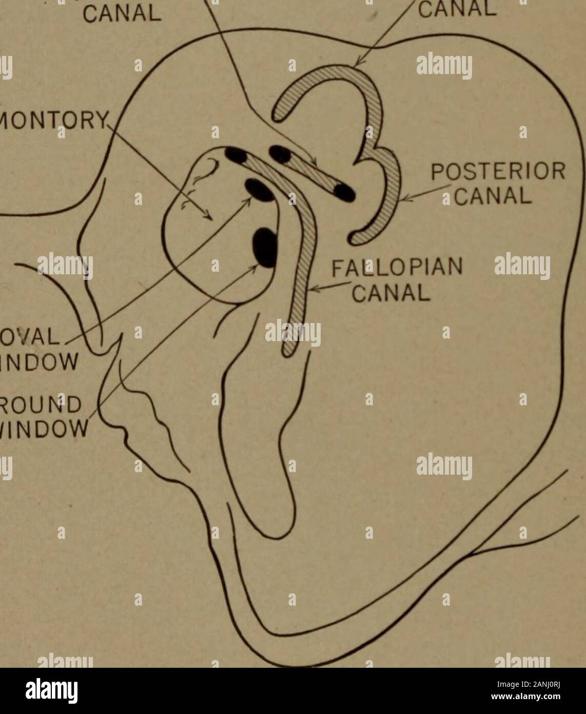 A manual of otology for students and practitioners . Fig. 12.—Left ...