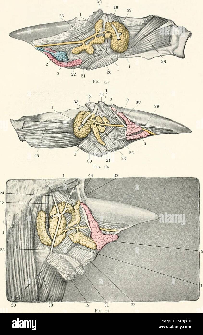 Contributions to the anatomy and development of the salivary glands in ...