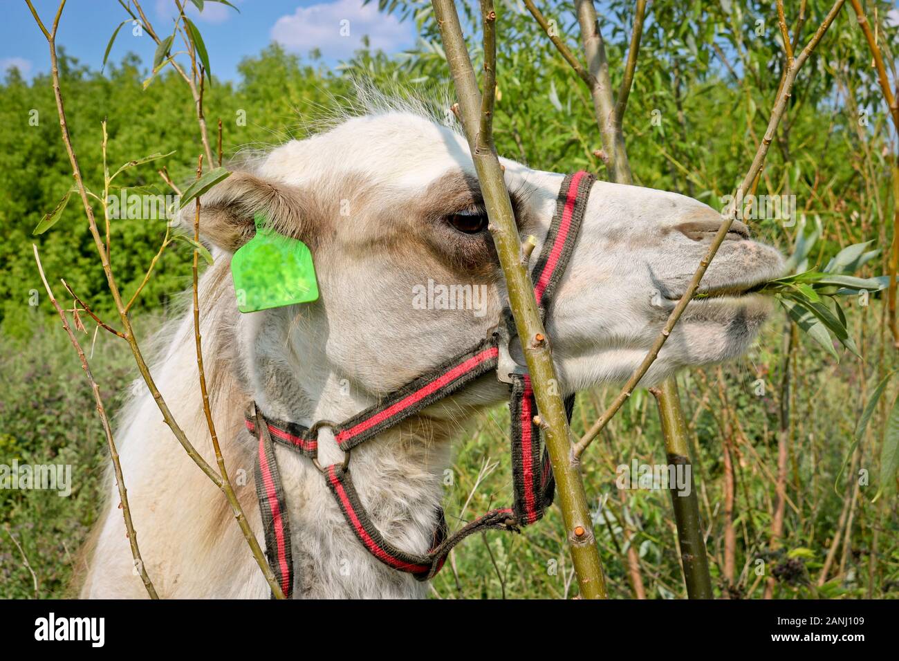 A young camel eating leaves from tree branches and squinting into the ...