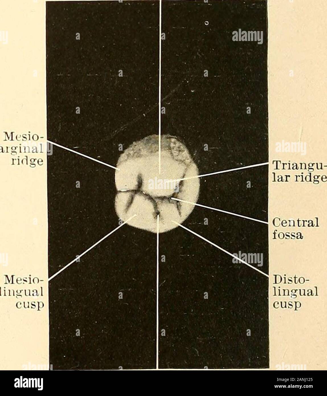 Principles and practice of operative dentistry . ridge ridge Lingual ...