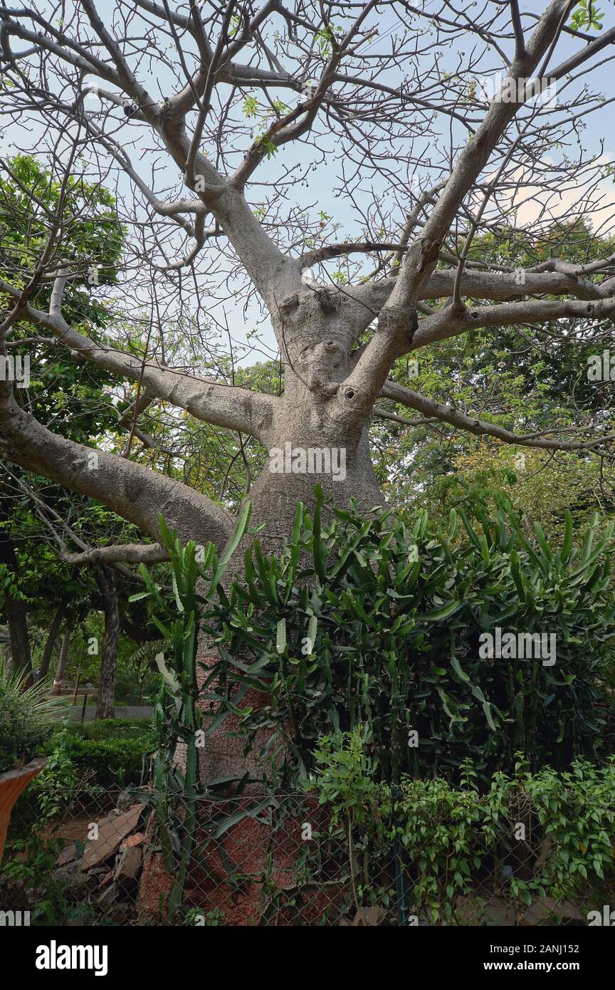 31 May 2009 Baobab tree at the entrance of the Byculla Zoo Rani bagh ...