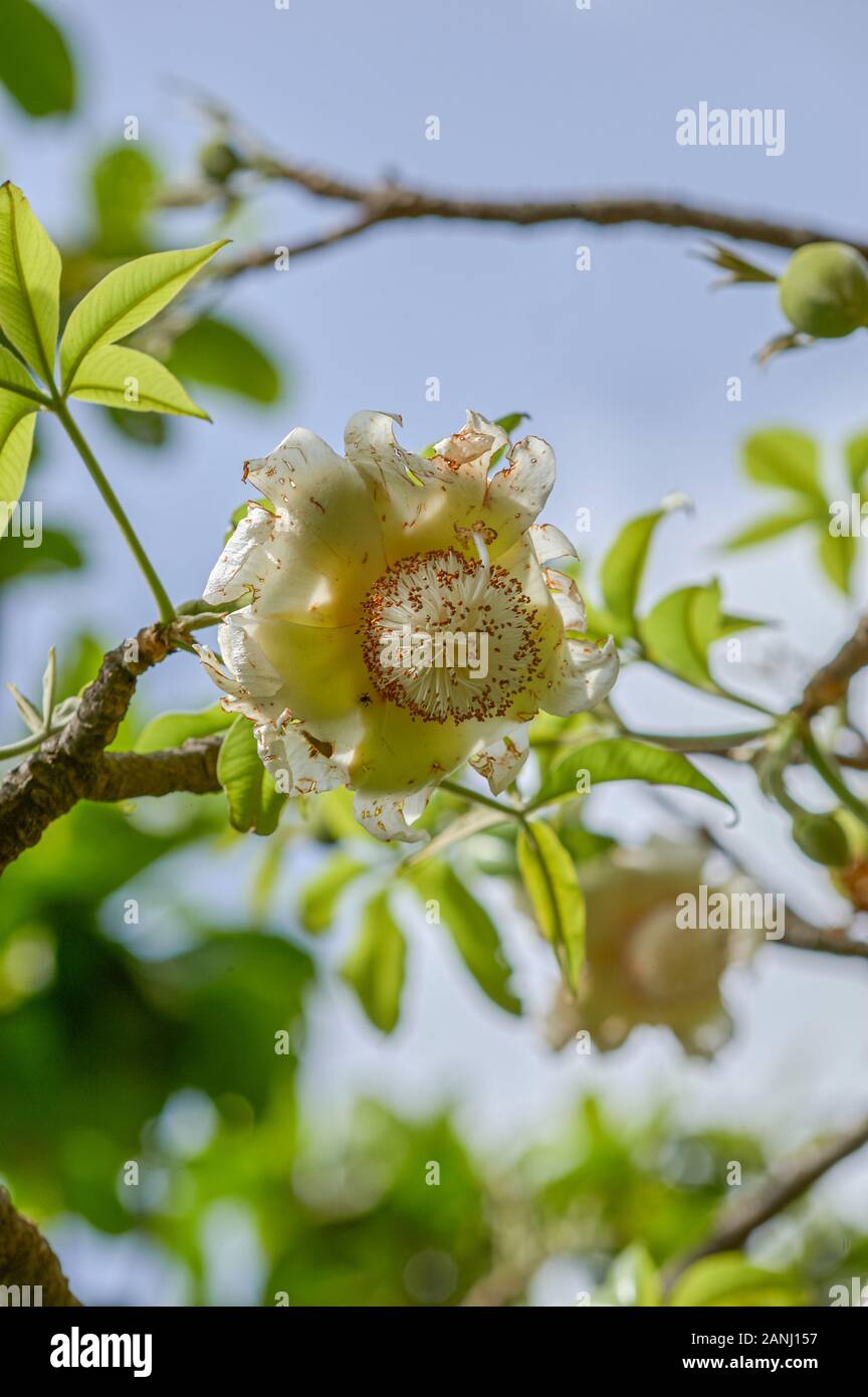 31 May 2009 Flowering Baobab tree at the entrance of the Byculla Zoo ...