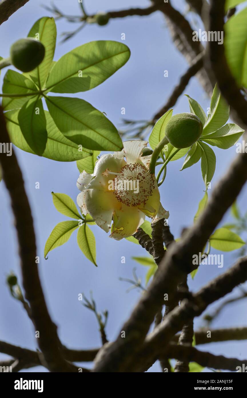 31 May 2009 Flowering Baobab tree at the entrance of the Byculla Zoo ...