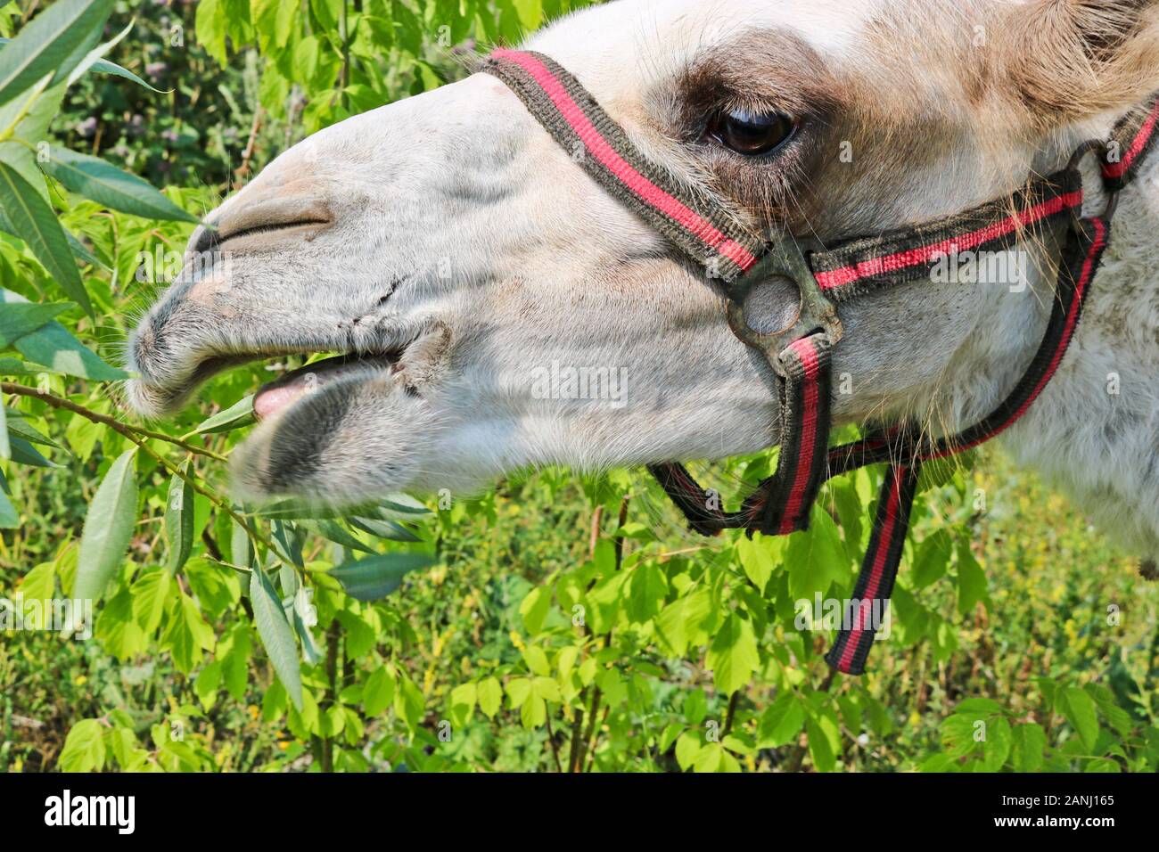 A young camel eating leaves from tree branches. The concept of ...