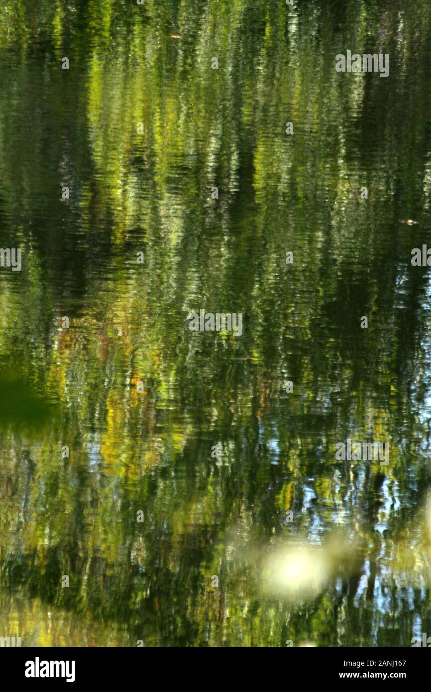 Reflection of large tree in the water Stock Photo - Alamy