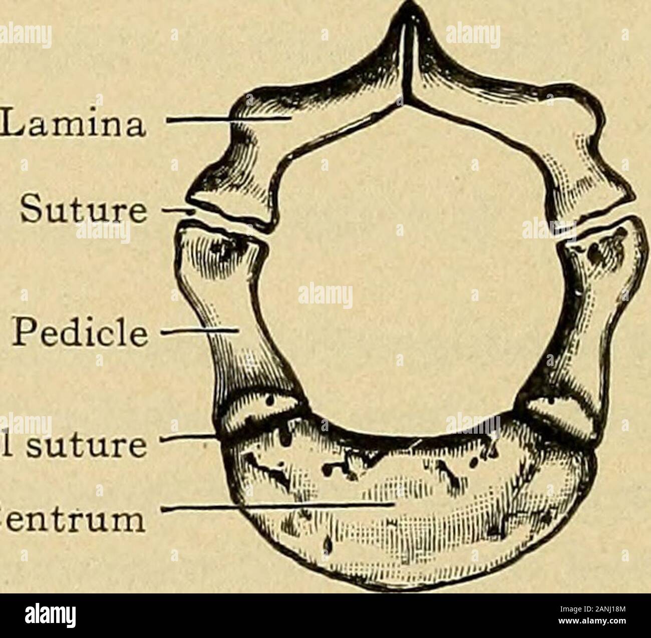 Lateral curvature of the spine and round shoulders . Epiphyseal plate ...