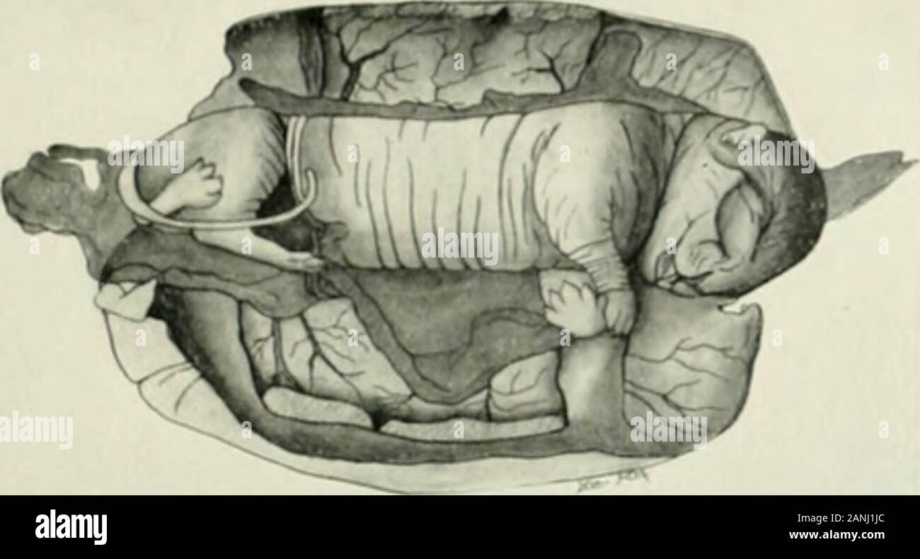 Uterus of a cat hi-res stock photography and images - Alamy