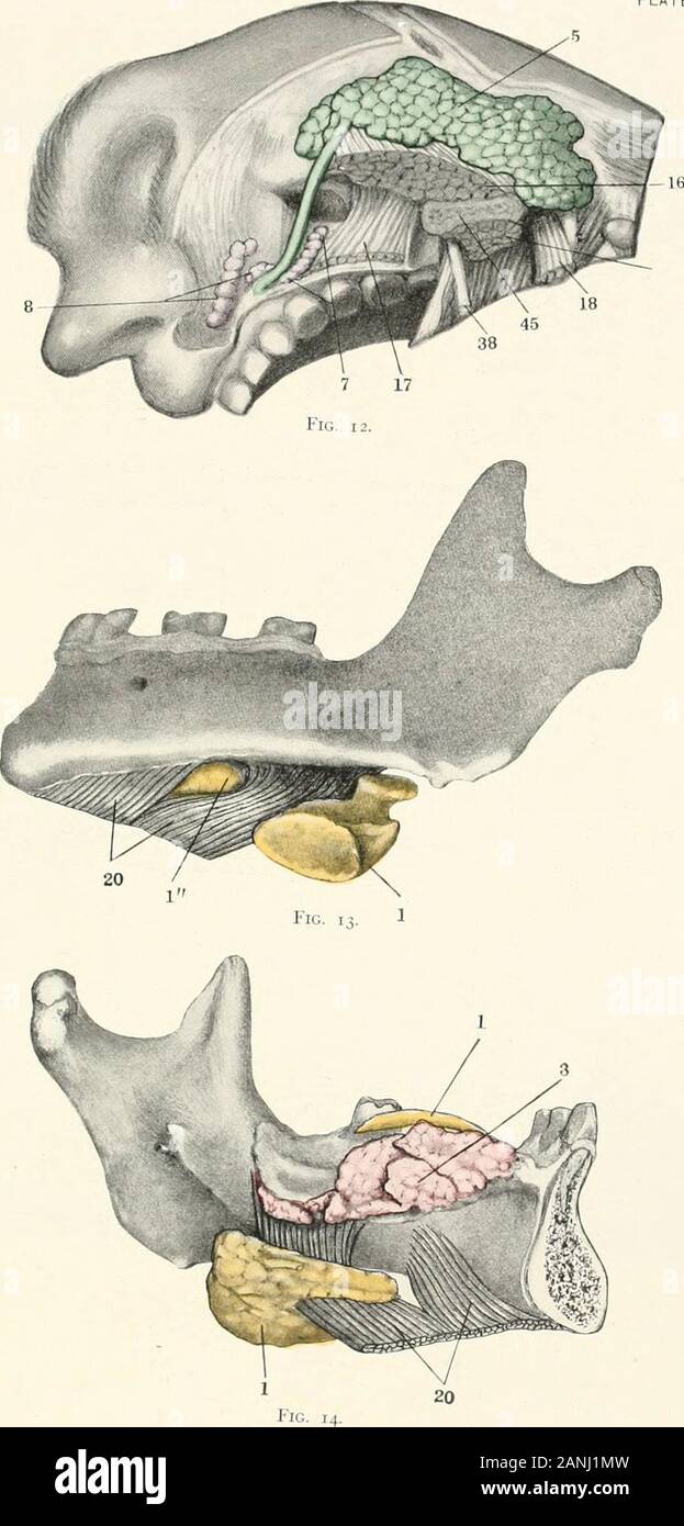 Submaxillary salivary hi-res stock photography and images - Alamy