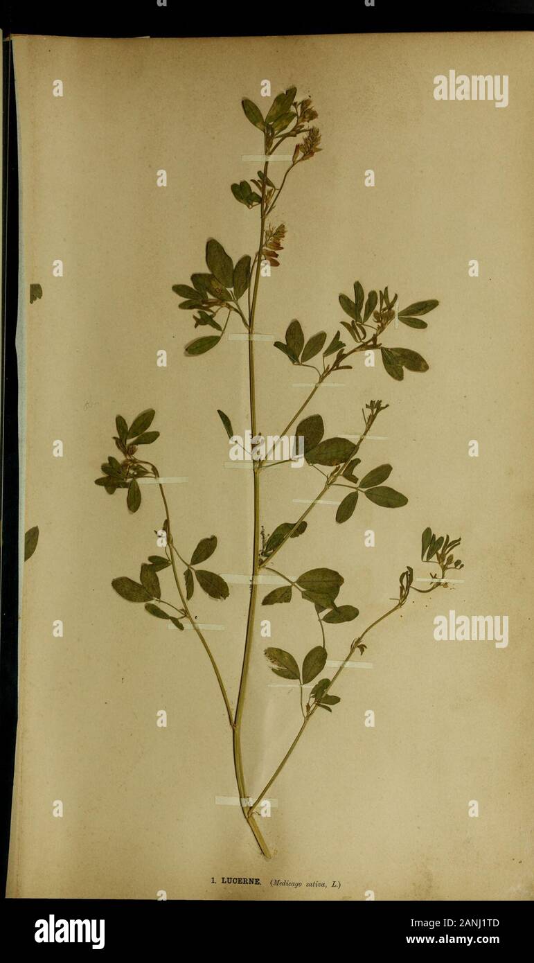 The British farmer's plant portfolio : specimens of the principal ...