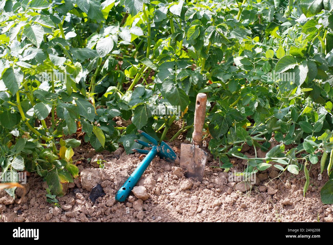 Field chopper hi-res stock photography and images - Alamy