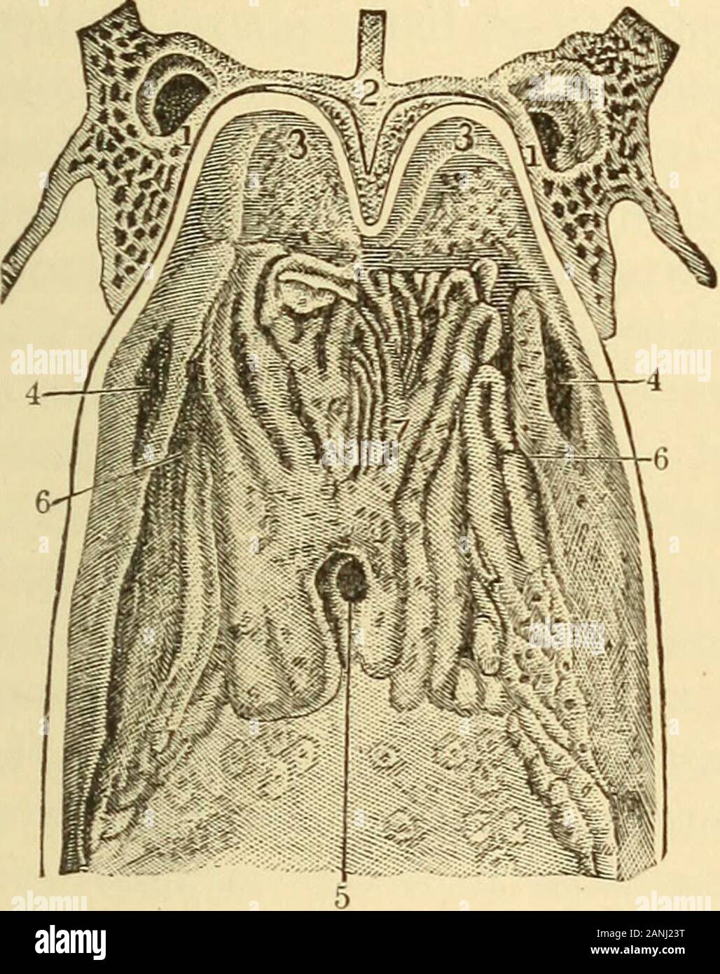 A text-book on diseases of the ear, nose and throat . clined to regard ...
