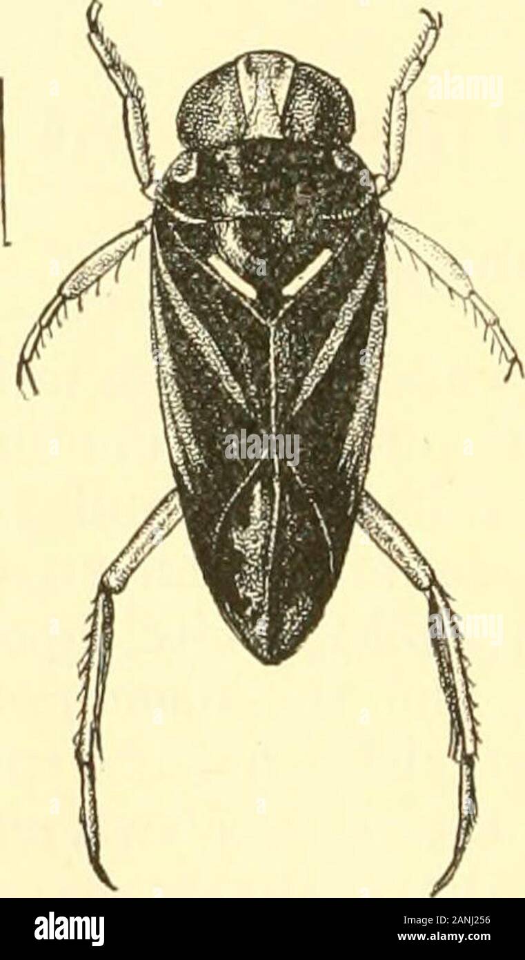 Rhynchota .. . Fig. 190.—Enitliares j3«jy«3;ff. Length 10 millim.Hah ...