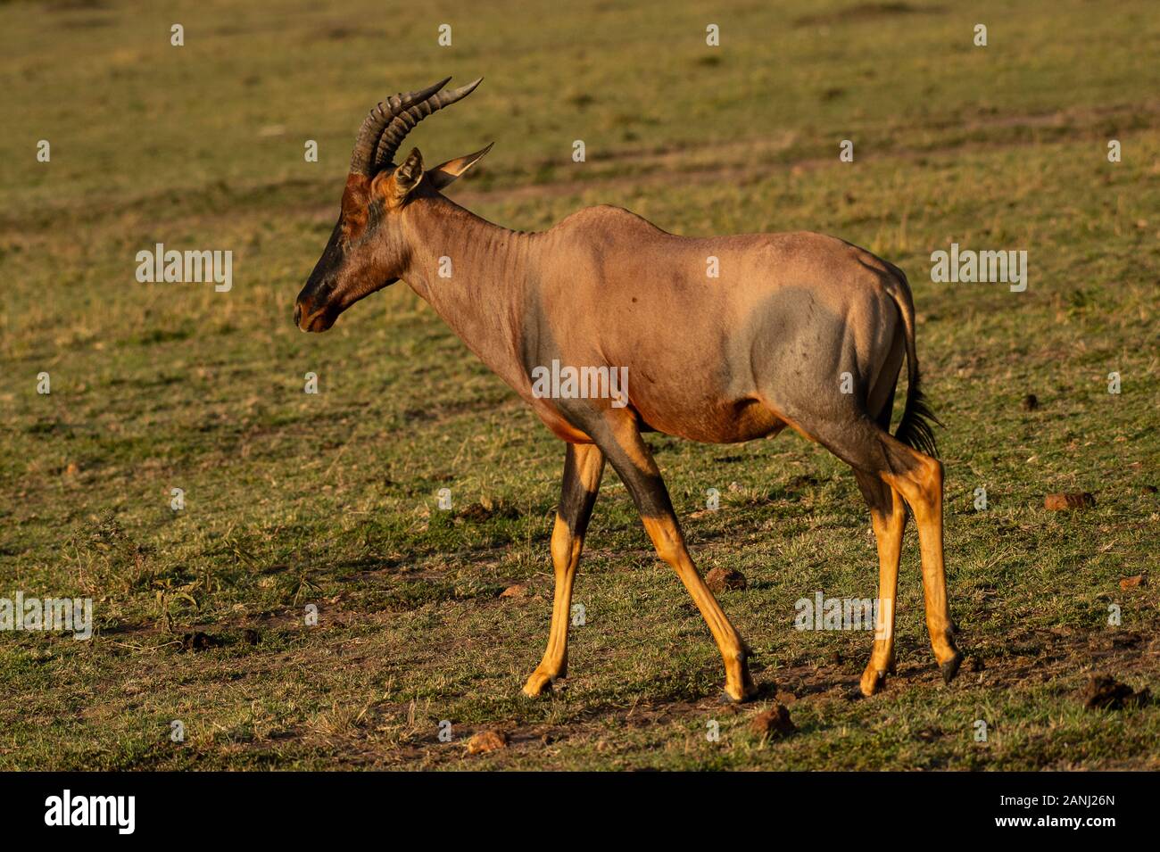 African topi hi-res stock photography and images - Alamy