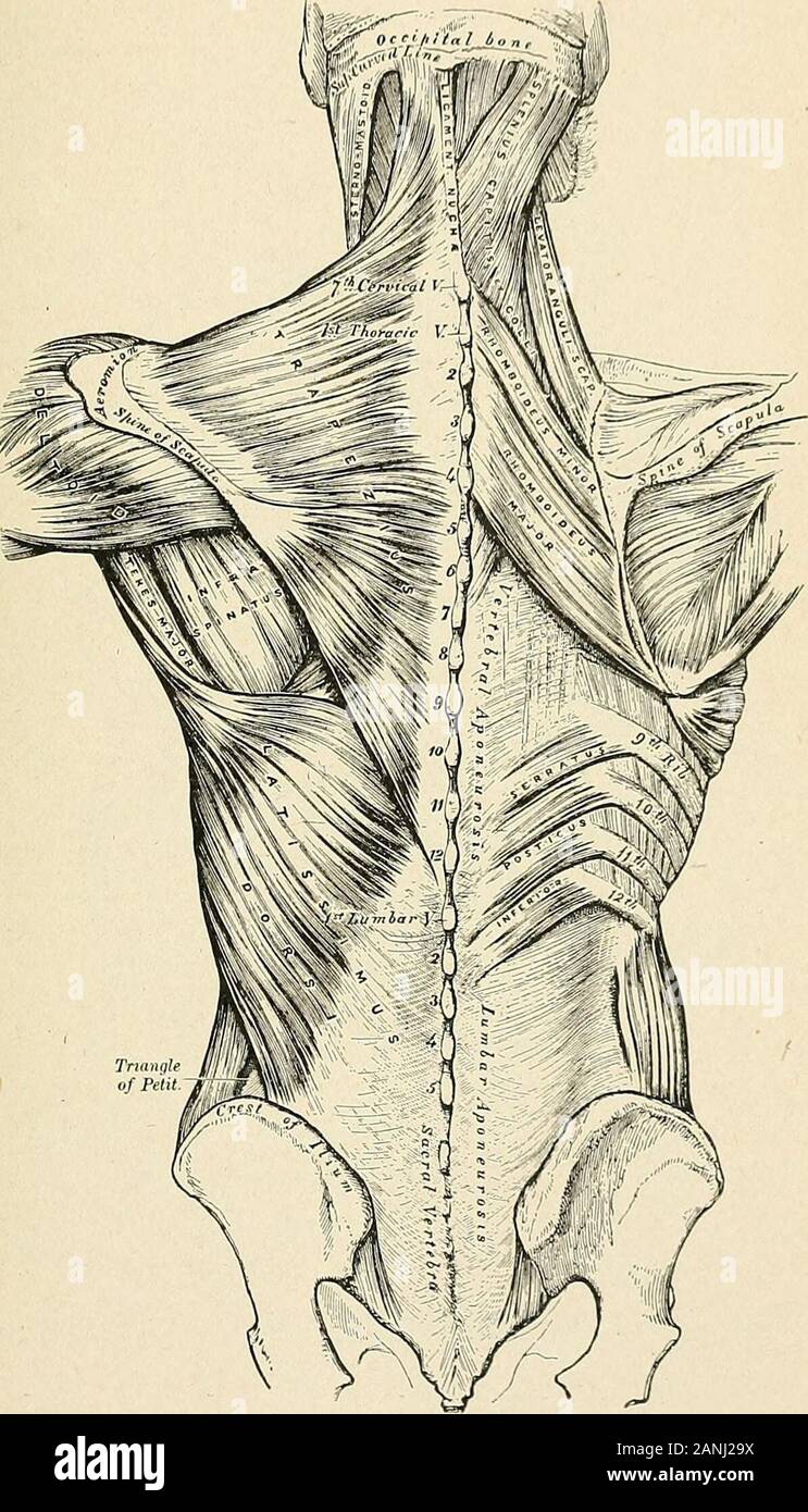 A text-book of first aid and emergency treatment . as flexion, and the ...