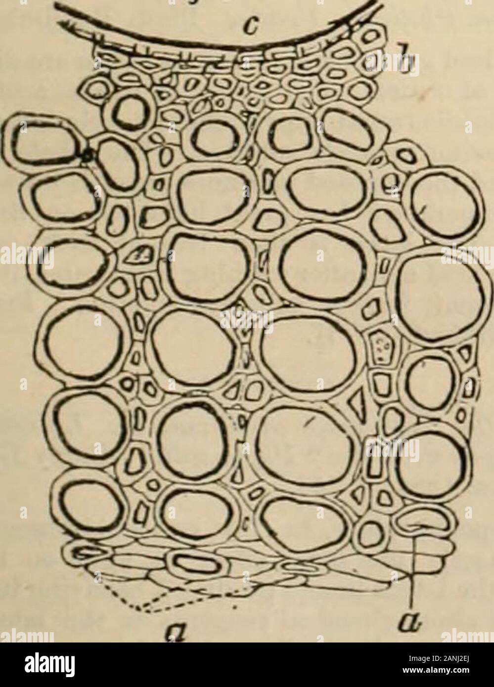 Medullary rays hi-res stock photography and images - Alamy
