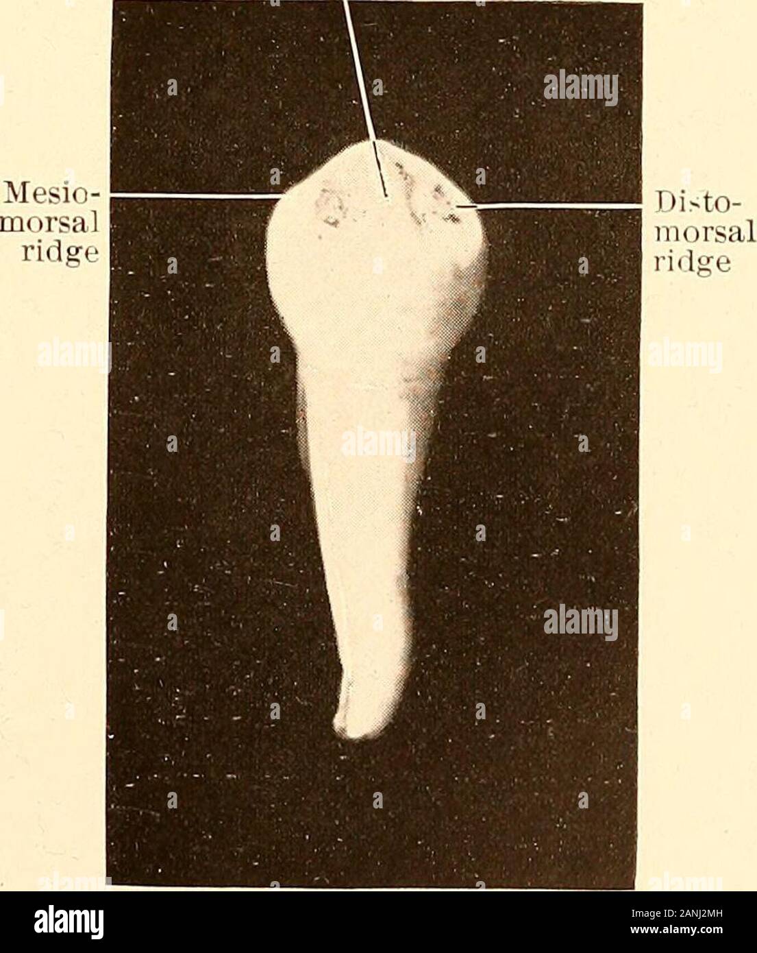 Principles and practice of operative dentistry . Fig. 43.—Inferior ...