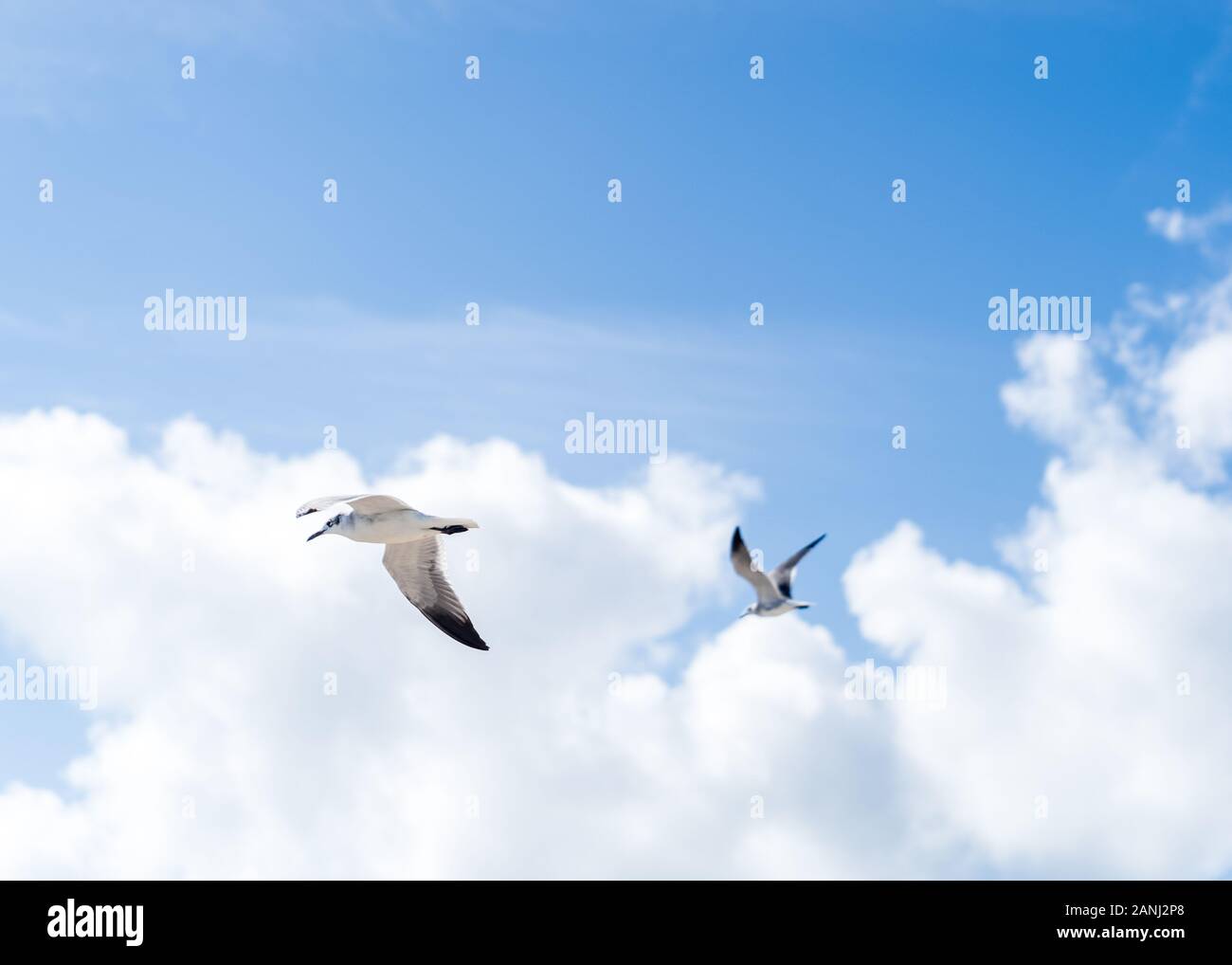 Miami and south beach and wildlife hi-res stock photography and images ...