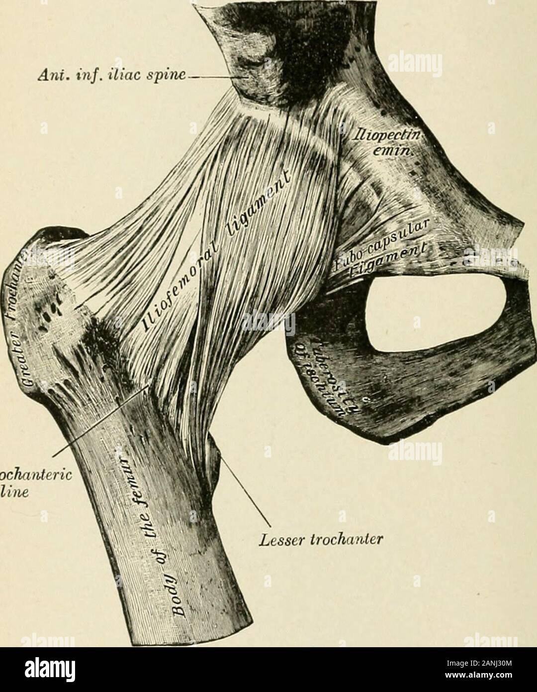 Longitudinal section of tibia hi-res stock photography and images - Alamy