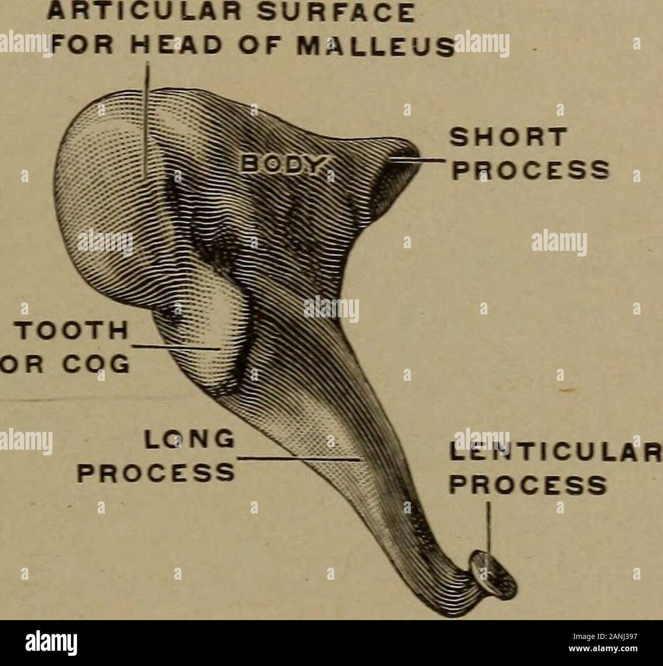 Constricted portion hi-res stock photography and images - Alamy
