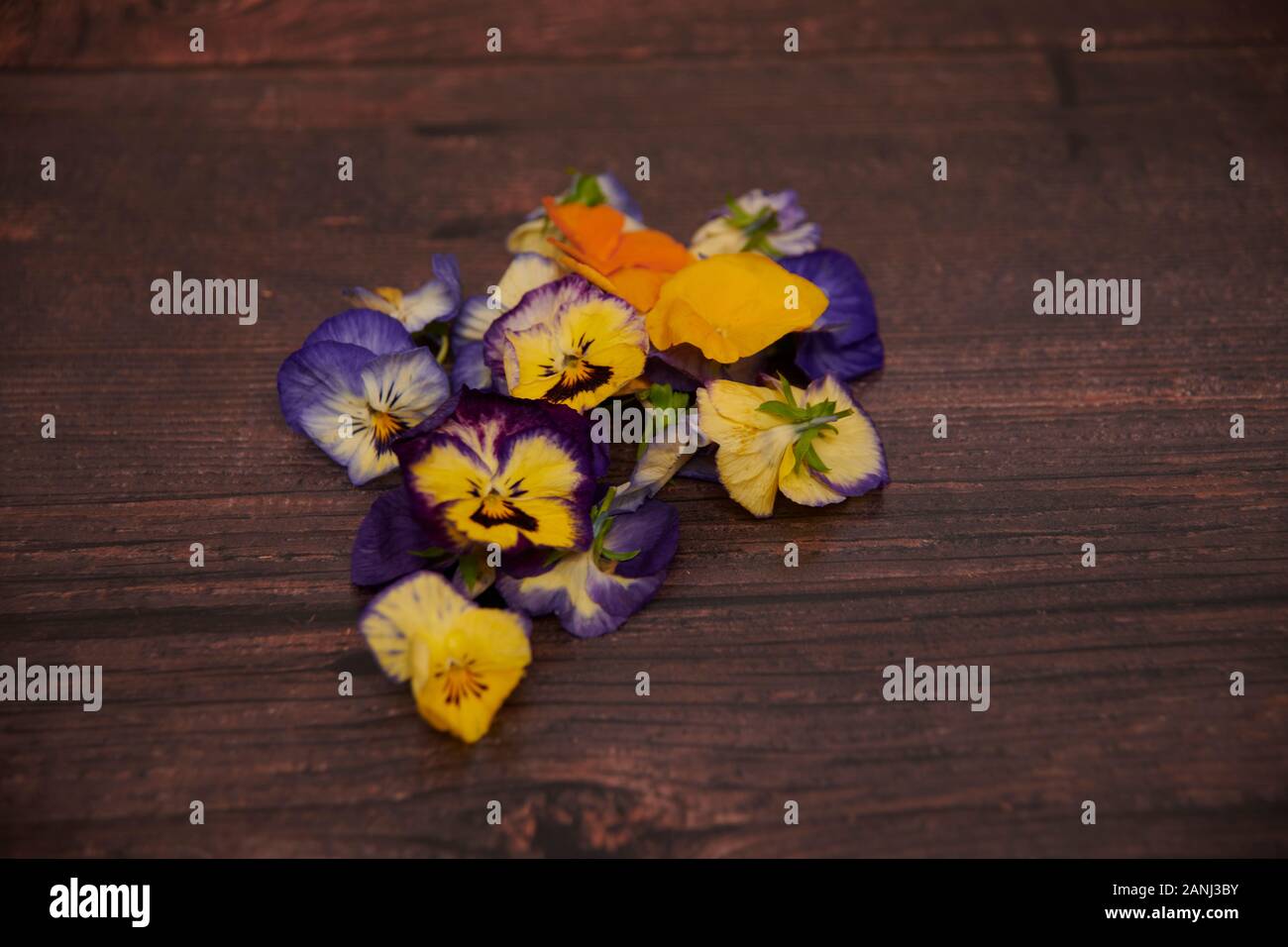 White viola odorata hi-res stock photography and images - Alamy
