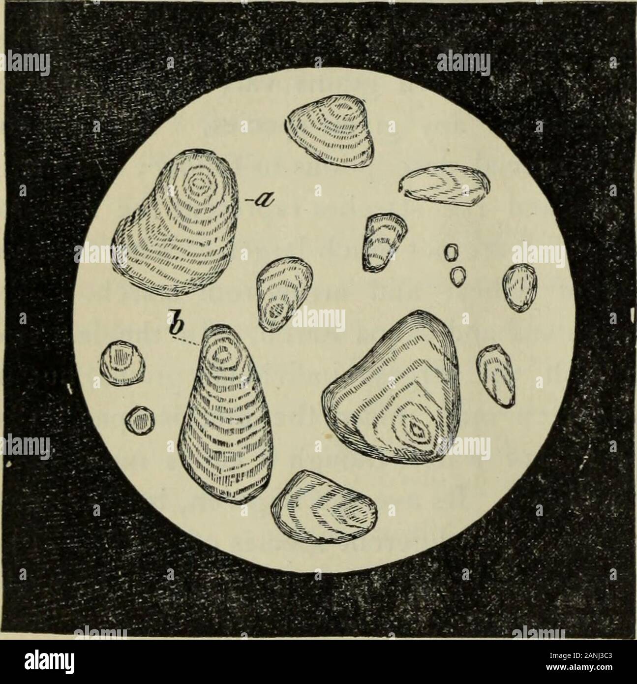 Show starch grains hi-res stock photography and images - Alamy
