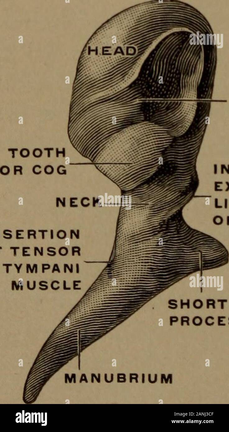 A manual of otology for students and practitioners . Firji. 6.—Chain of ...