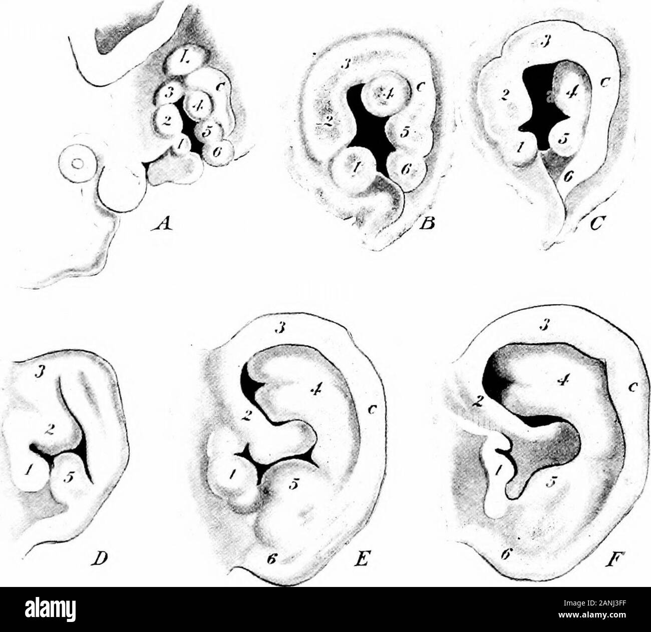 The development of the human body; a manual of human embryology ...