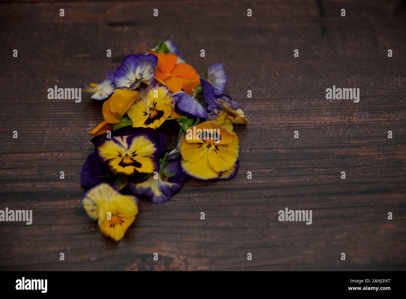 Viola odorata yellow hi-res stock photography and images - Alamy