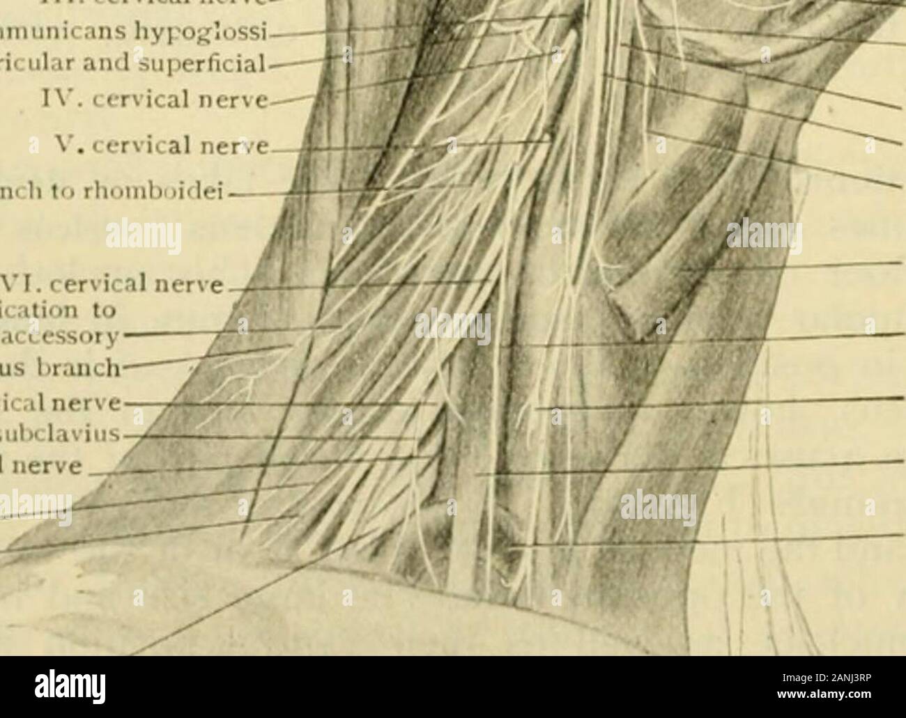 Human anatomy, including structure and development and practical ...