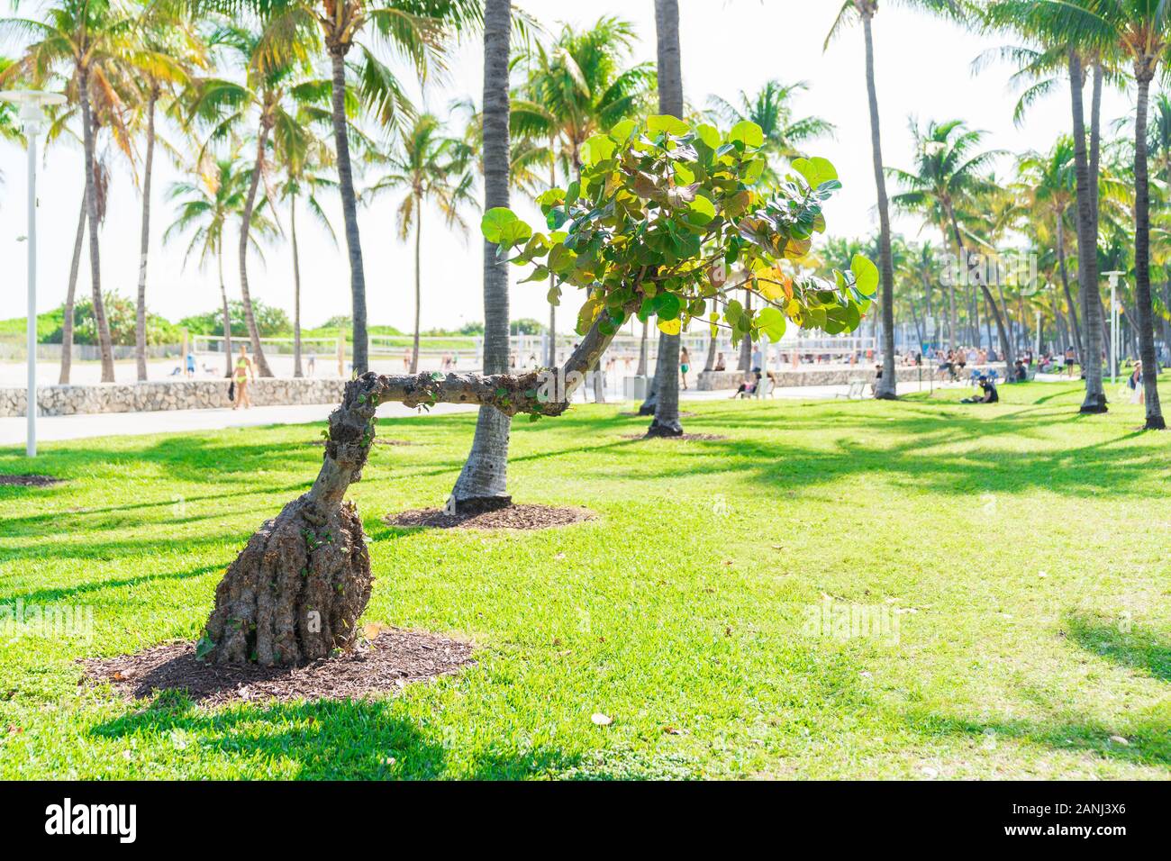 Miami beach coconut palm tree hi-res stock photography and images - Alamy