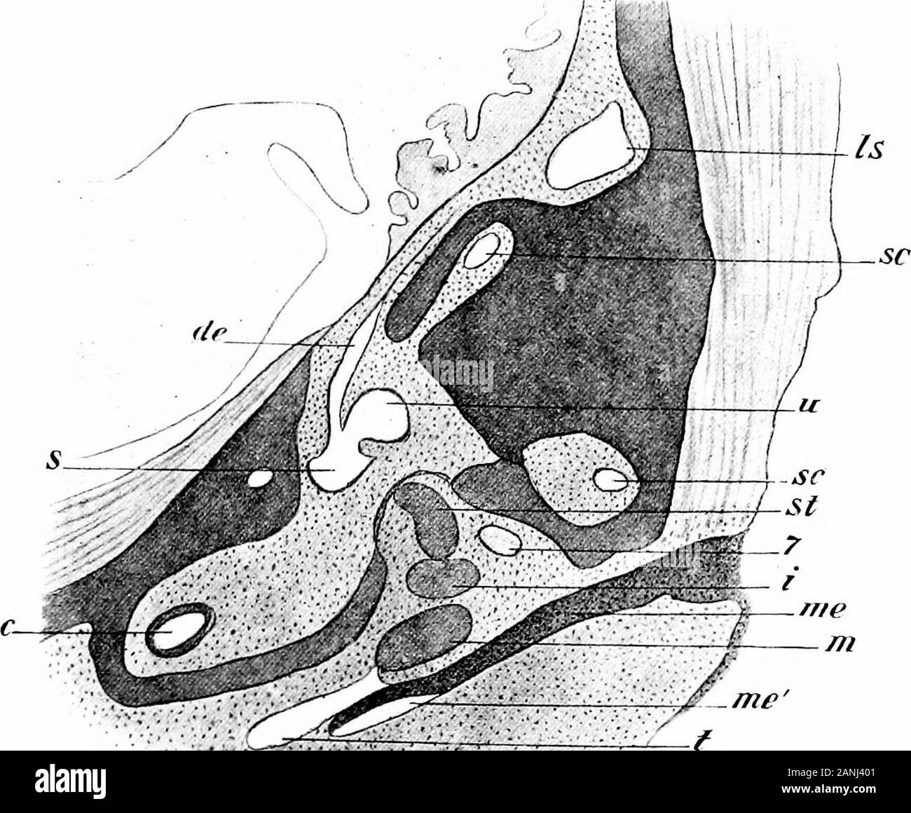 Secondary Tympanic Membrane