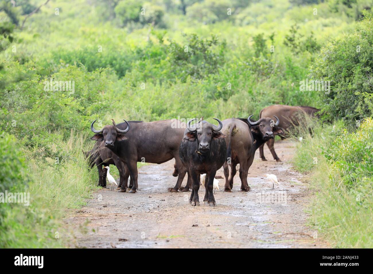 Wildlife in africa hi-res stock photography and images - Alamy