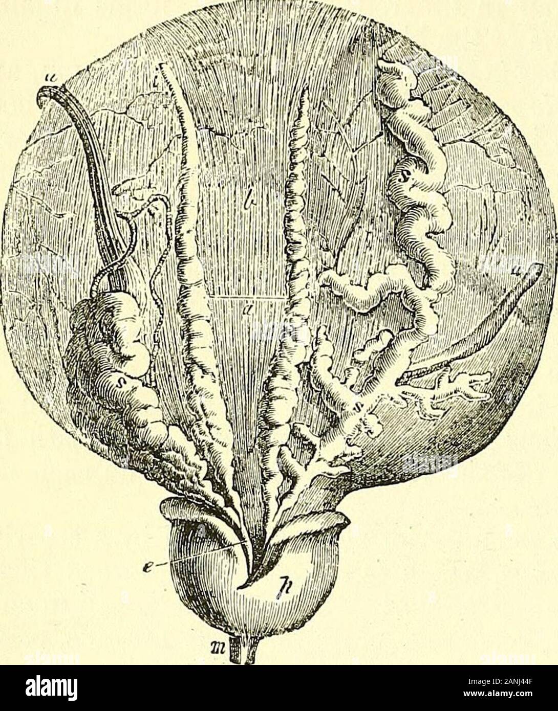 Quain's elements of anatomy . e sides of the pelvic cavity by loose ...