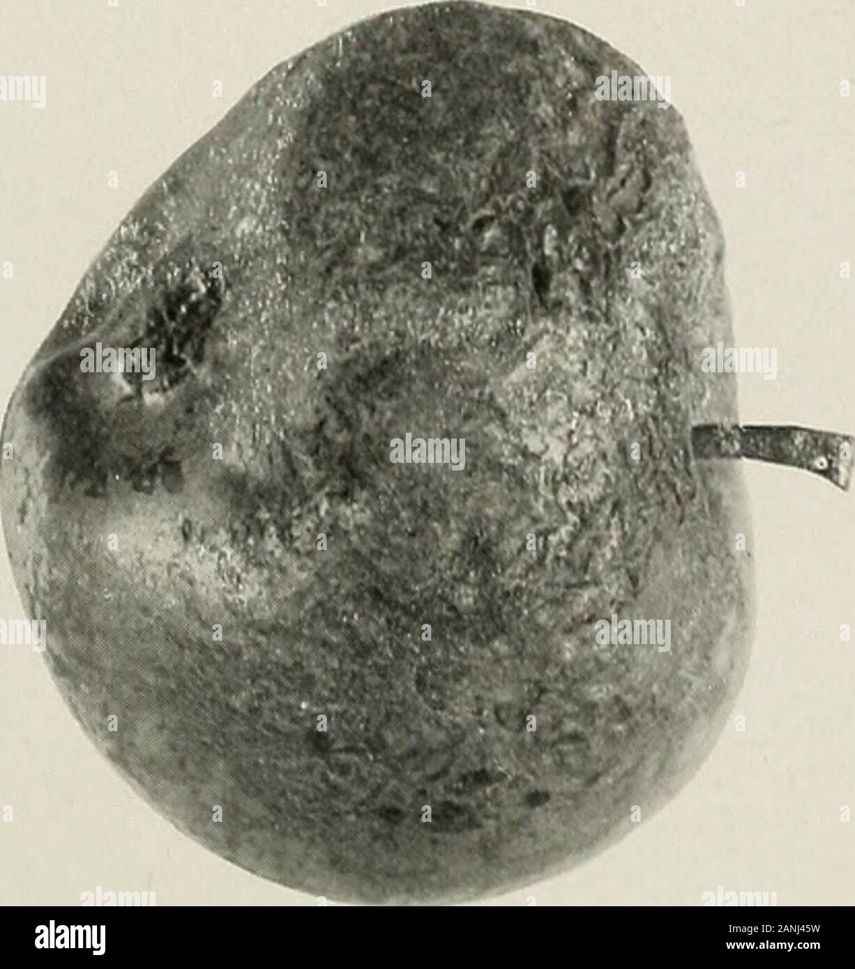 Fig 238 hi-res stock photography and images - Alamy