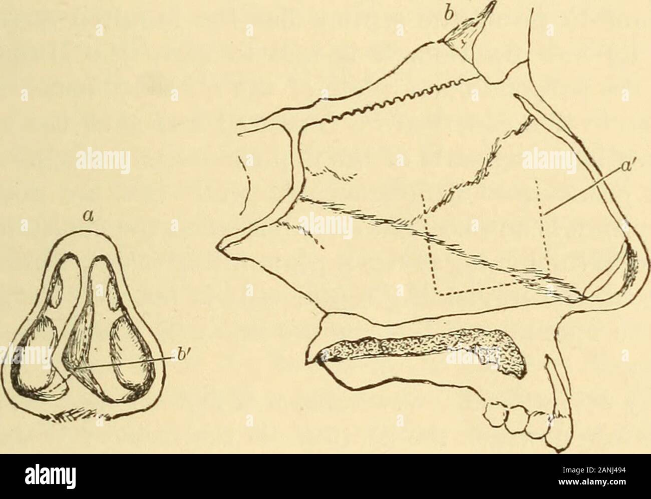 A text-book on diseases of the ear, nose and throat . ong the lower ...