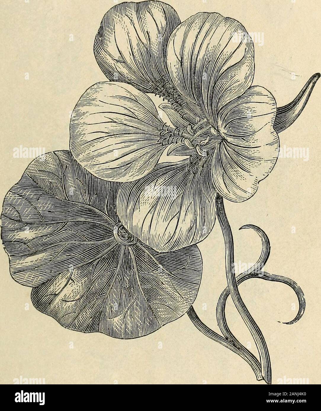 Giant runner bean hi-res stock photography and images - Alamy