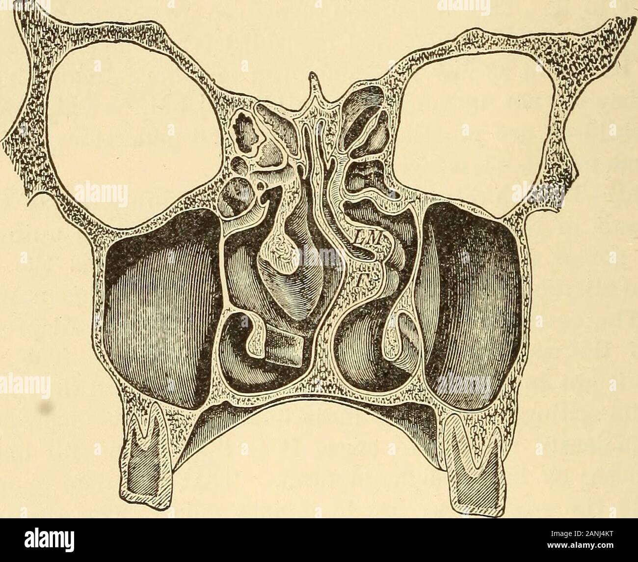 A text-book on diseases of the ear, nose and throat . lections are ...