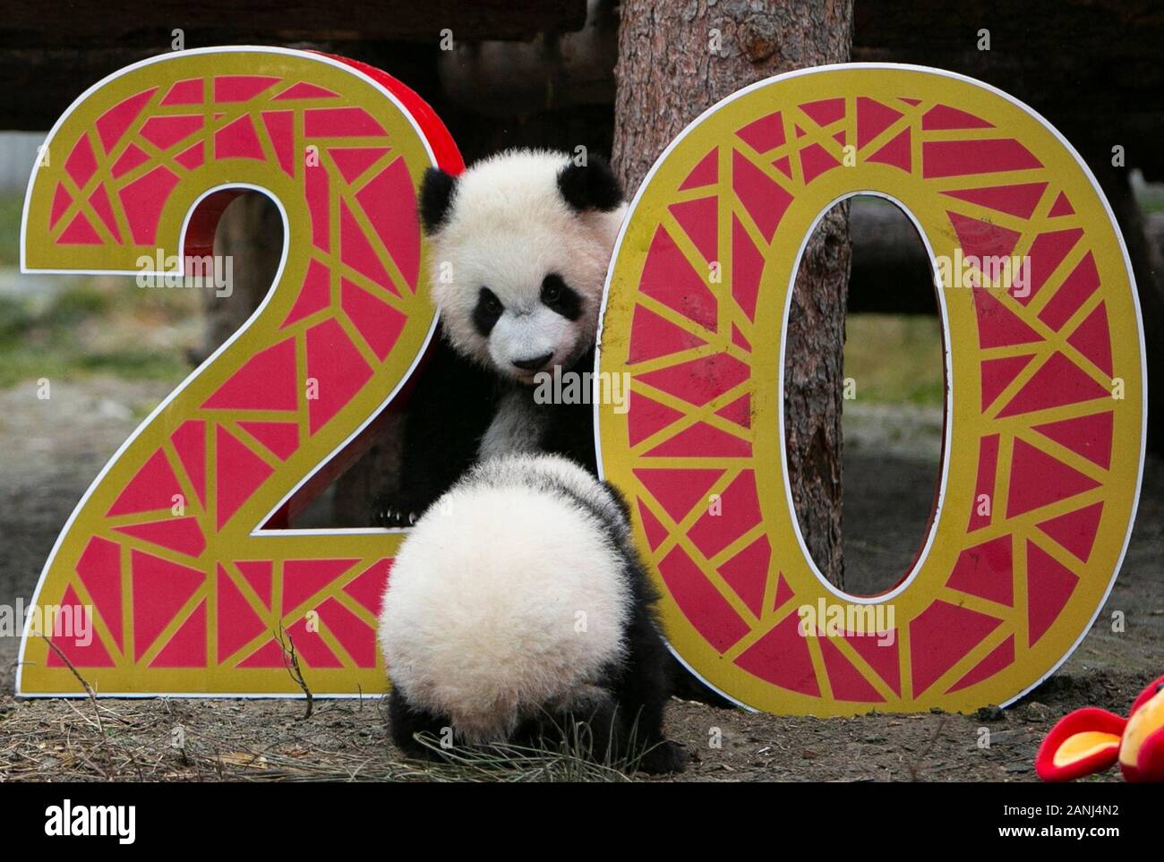 Panda China Wolong Panda Center High Resolution Stock Photography and ...