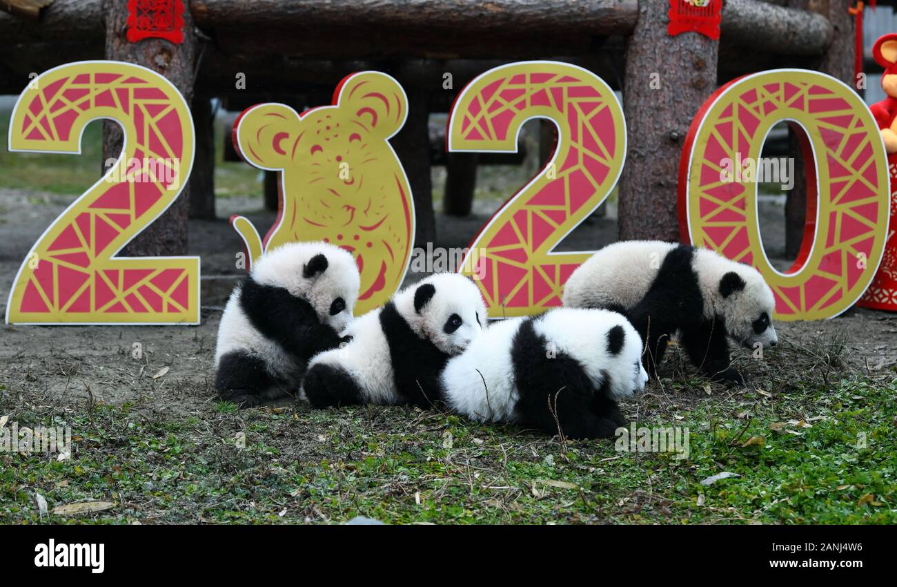 Panda China Wolong Panda Center High Resolution Stock Photography and ...