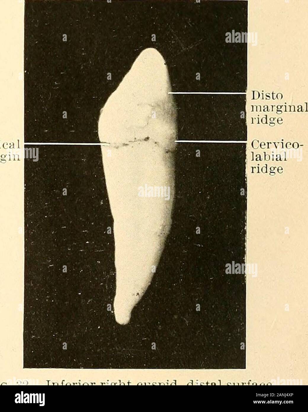 Descriptive anatomy hi-res stock photography and images - Alamy